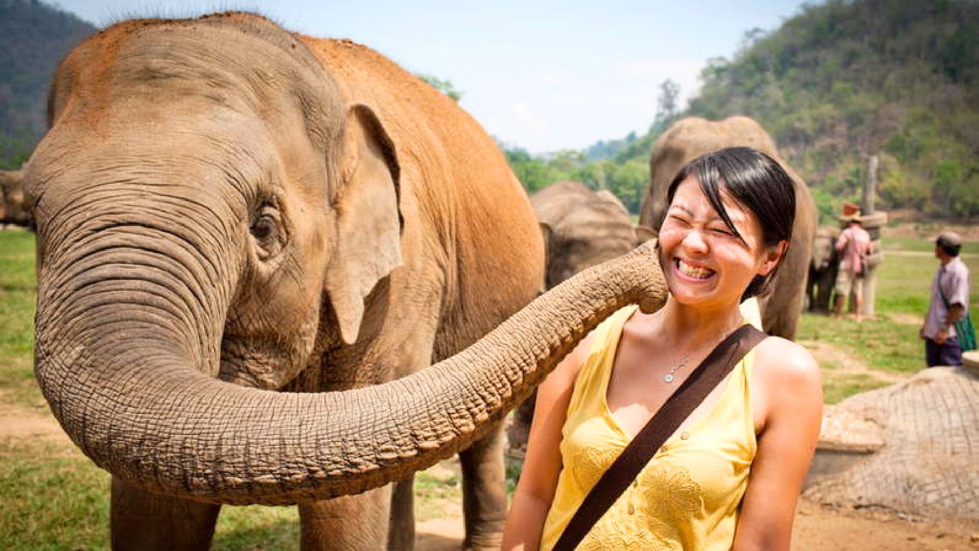 Santuario de elefantes en Chiang Mai, medío día PANDA PHUKET TOUR