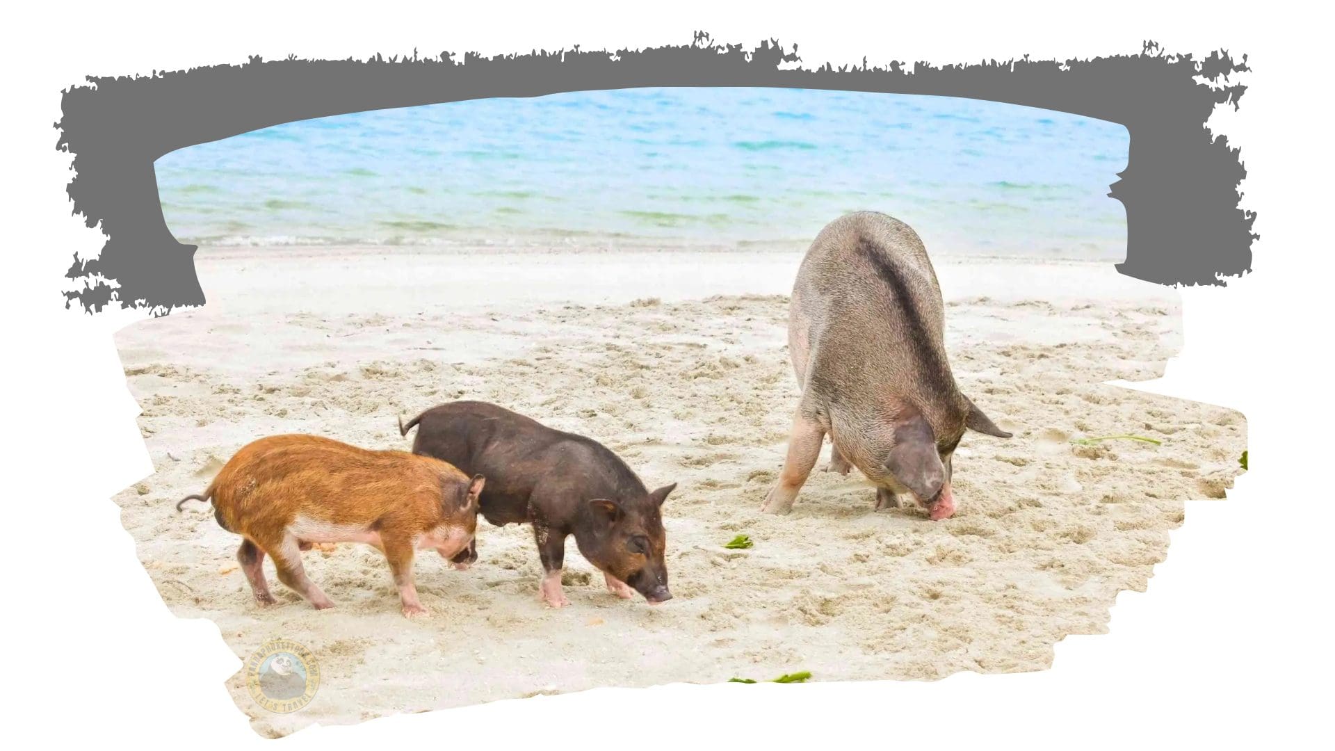 Koh Madsum Pig Island